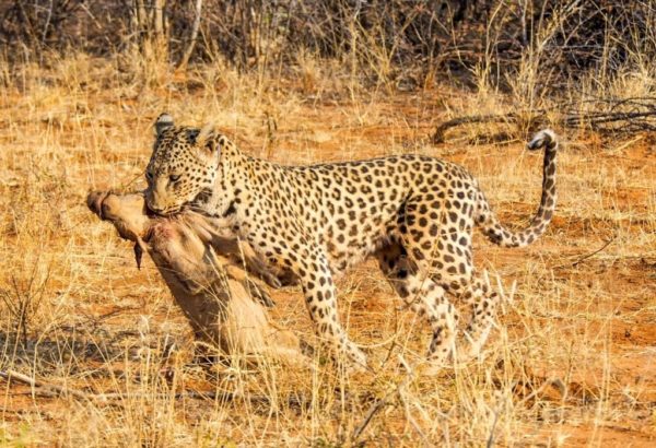 38 Best Things To Do in Namibia - Helen in Wonderlust