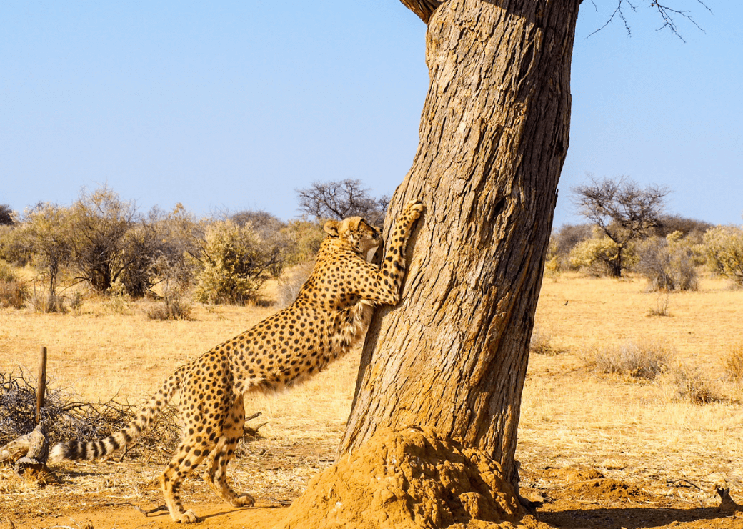 Highlights of the Rock My Namibia Adventure – August 2018 - Helen in ...