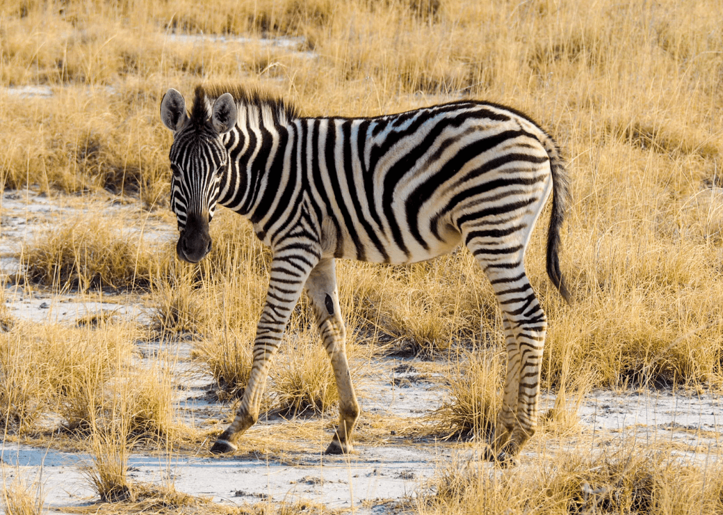 Highlights of the Rock My Namibia Adventure – August 2018 - Helen in ...