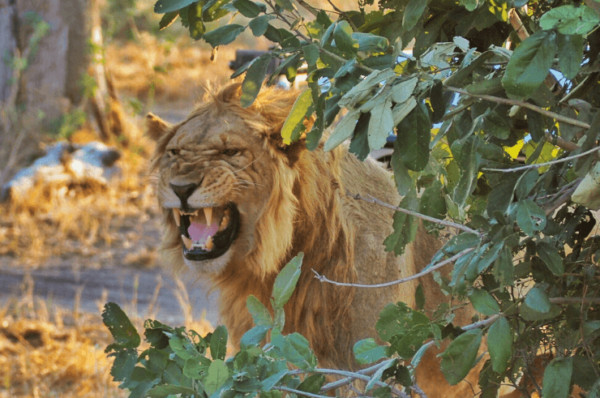 The Best Botswana Safaris - 3 Incredible Itineraries - Helen in Wonderlust