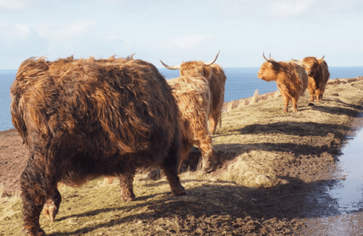30 Things To Know Before You Drive Scotland's NC500 - Helen in Wonderlust