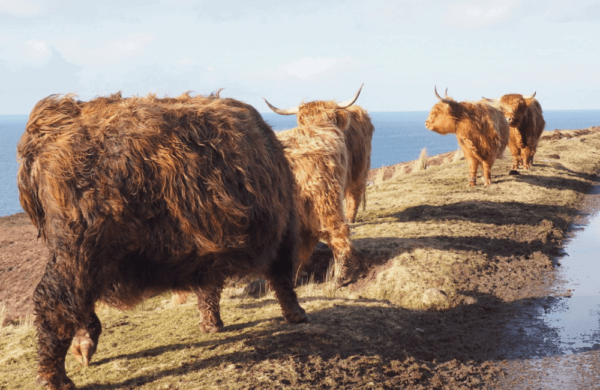 30 Things To Know Before You Drive Scotland's NC500 - Helen in Wonderlust