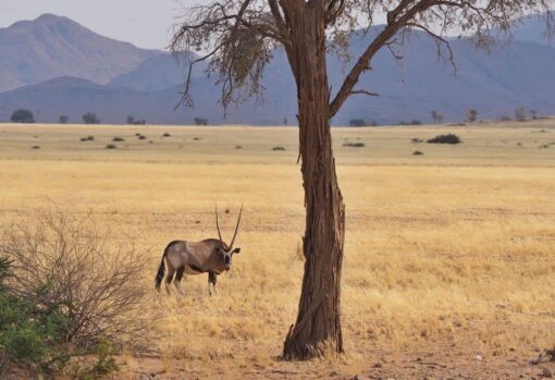 Visiting Sossusvlei in Namibia: A Complete Guide - Helen in Wonderlust